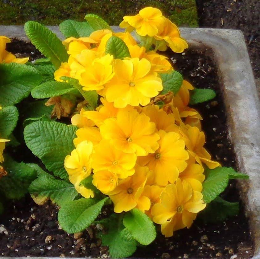 Come Down the Primrose Path With Me – Ruminations: From The Inside ...